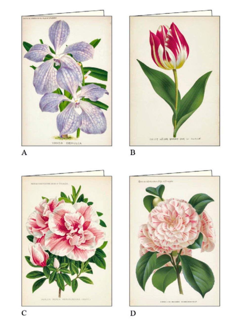 Garden Flower Note Cards | Rossi 1931 Italian – LetterSeals.com